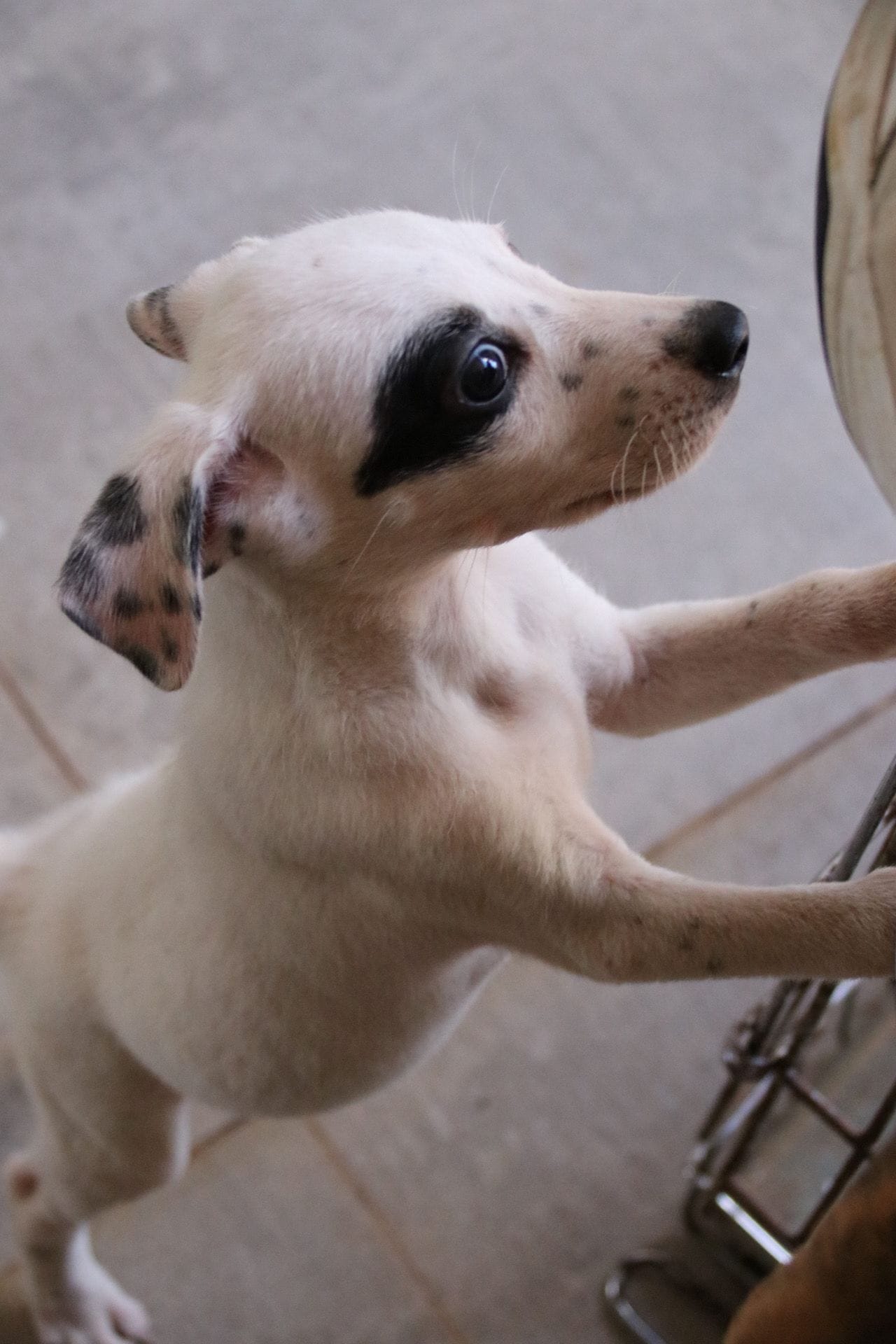 Yuki - Stichting DOG Curacao